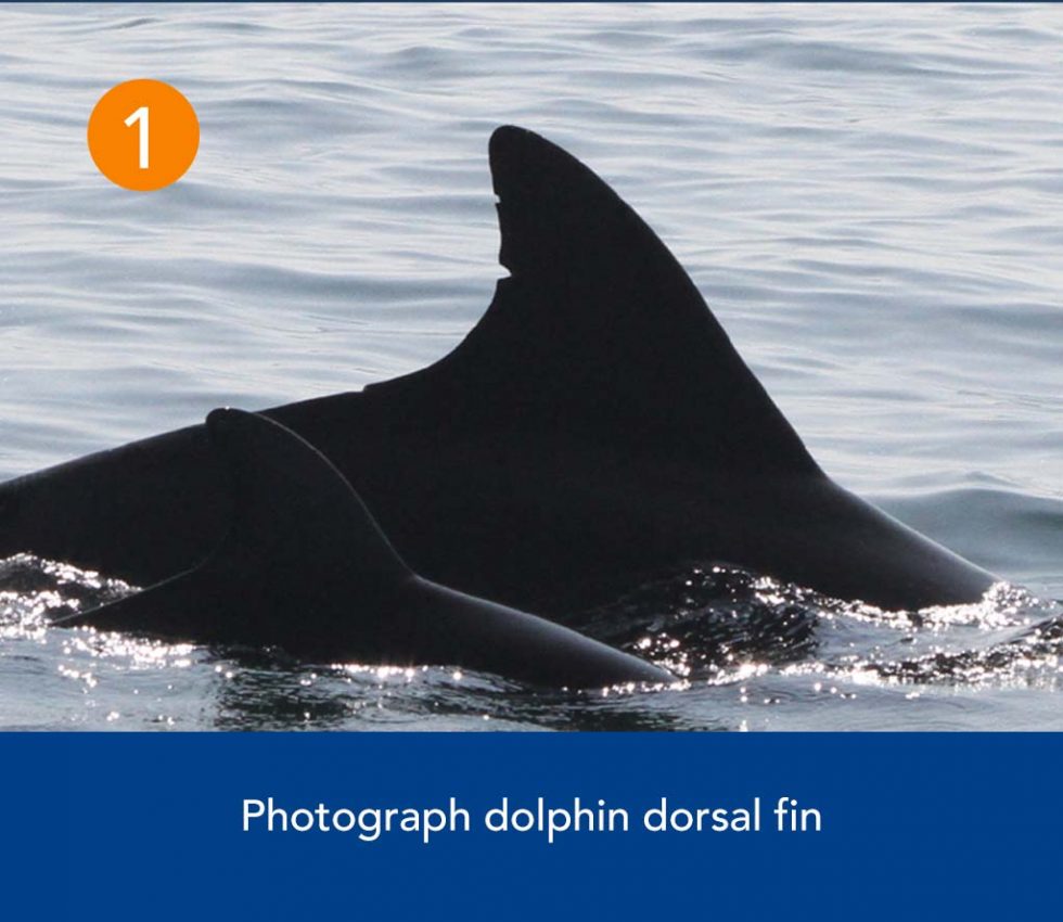 Dolphin Data Collection Methods during OCS Research