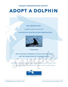 Adopt A Dolphin From Ocean Conservation Society!