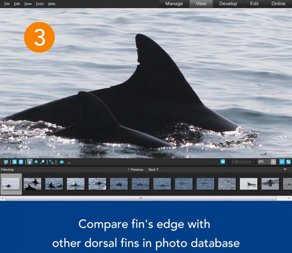Dolphin Data Collection Methods during OCS Research